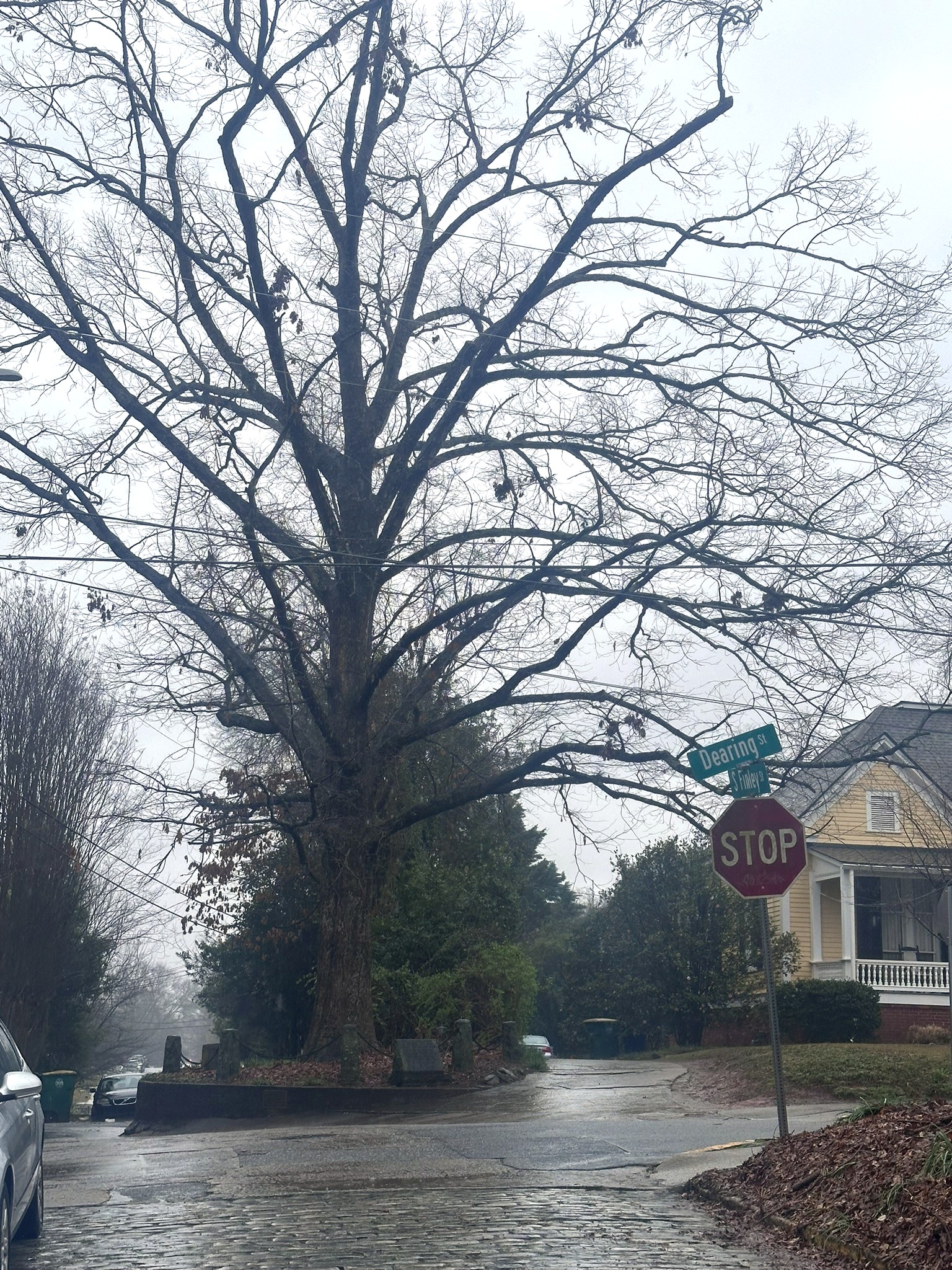 Visit the Unique Tree That Owns Itself in Georgia – Peaks to Palaces
